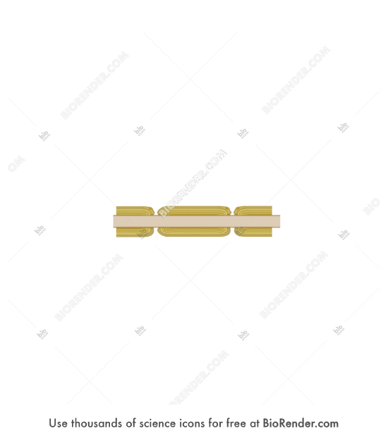Free Myelinated axon (PNS) Icons, Symbols & Images | BioRender