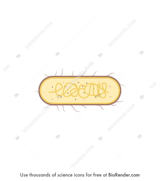 Free E. coli (without flagella) Icons, Symbols & Images | BioRender