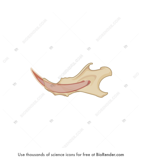 Free Mouse mandible (cut incisor) Icons, Symbols & Images | BioRender