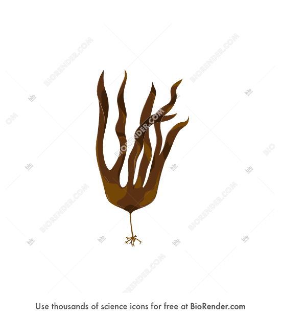 Free Oarweed Icons, Symbols & Images | BioRender