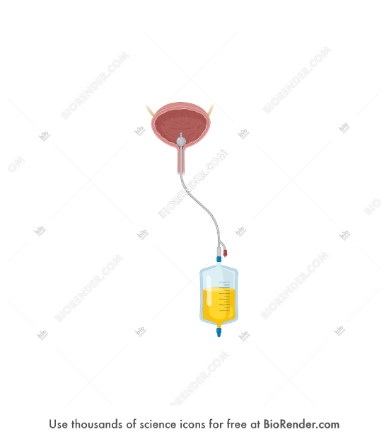 Free Foley catheter in bladder Icons, Symbols & Images | BioRender