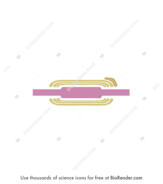 Free Myelin sheath (CNS, expanded, on axon) Icons, Symbols & Images ...