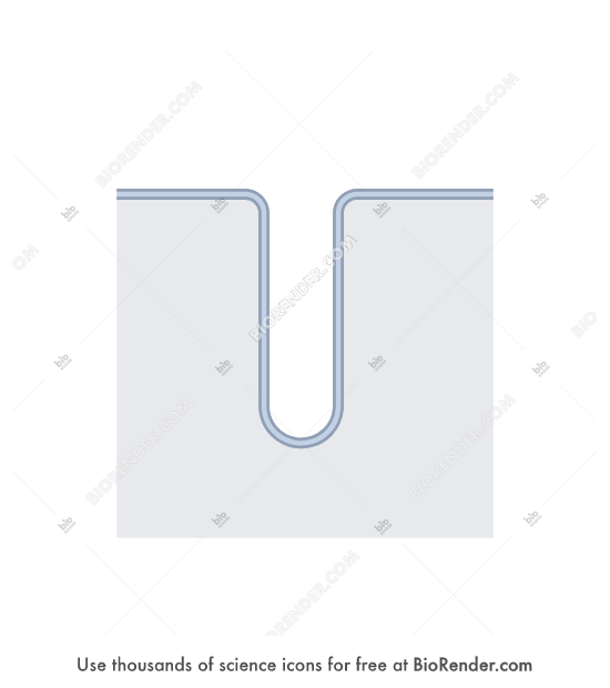 Free Membrane (bilayer, t-tubule) Icons, Symbols & Images | BioRender