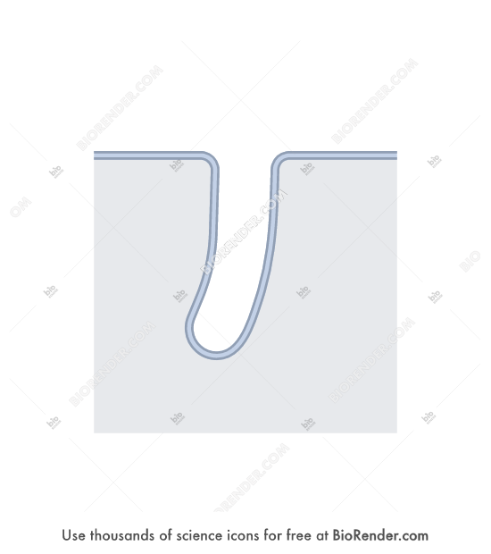 Free Membrane (bilayer, t-tubule, bent) Icons, Symbols & Images | BioRender