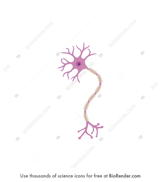 Free Multipolar neuron (motor, myelinated, curved) Icons, Symbols ...