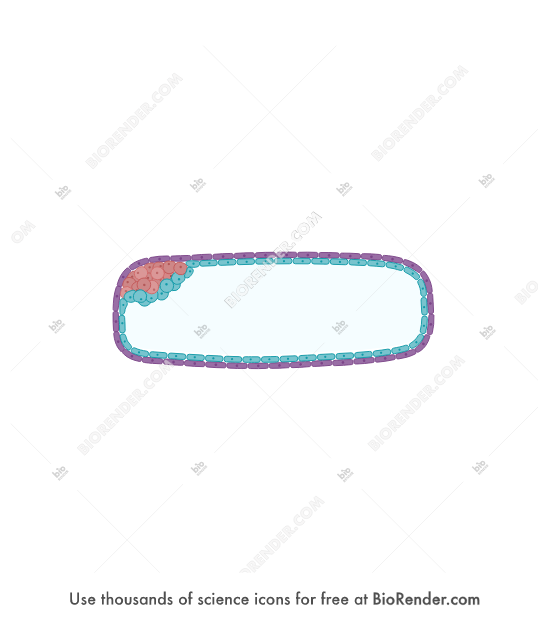 Free Mammalian conceptus (non-human, tubular) Icons, Symbols & Images ...