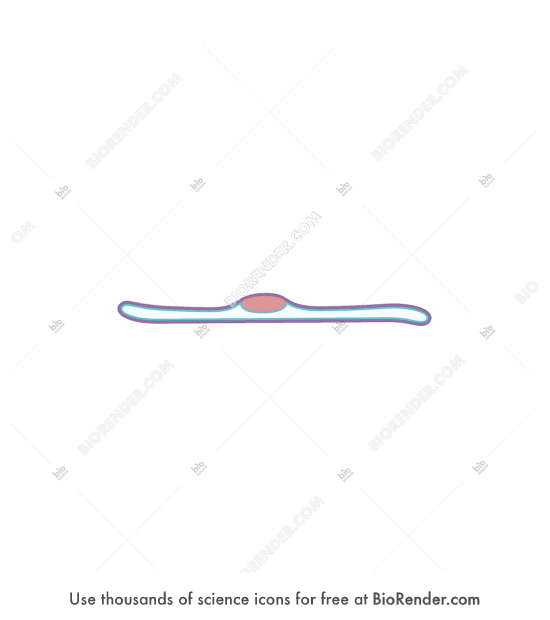 Free Mammalian conceptus (non-human, filamentous) Icons, Symbols ...