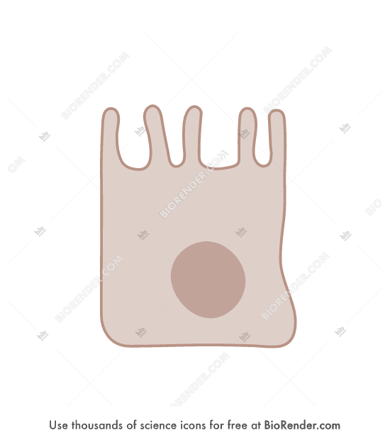 Free Enterocyte (epithelial–mesenchymal transition, stage 1) Icons ...