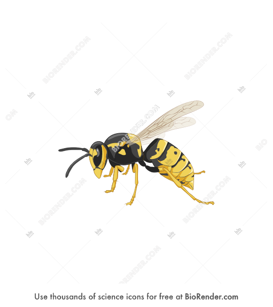 Free Wasp Icons, Symbols & Images | BioRender