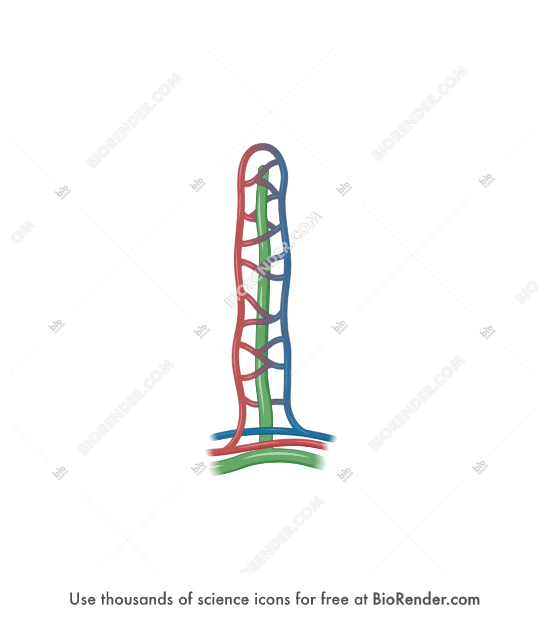 Free Intestinal villus vasculature Icons, Symbols & Images | BioRender