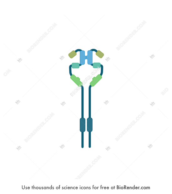 Free EGFR (dimer) Icons, Symbols & Images | BioRender
