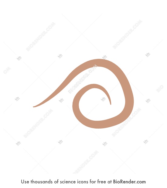Free Parasite (curved) Icons, Symbols & Images | BioRender