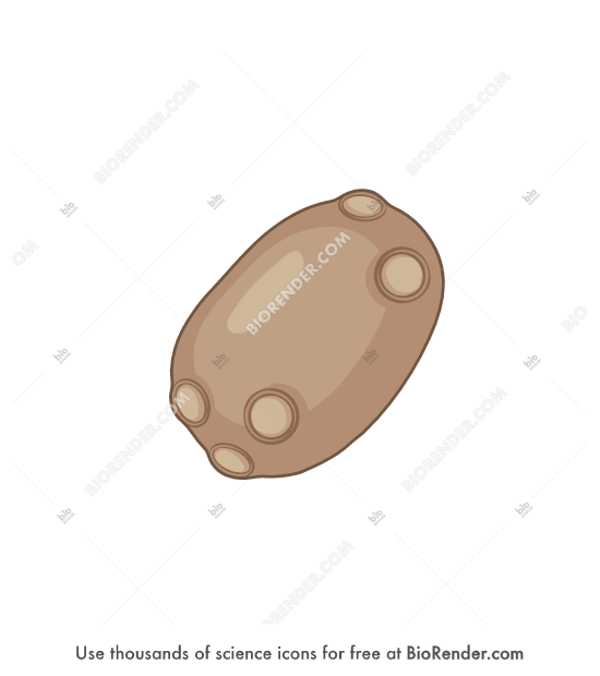 Free Yeast (Saccharomyces 3) Icons, Symbols & Images | BioRender