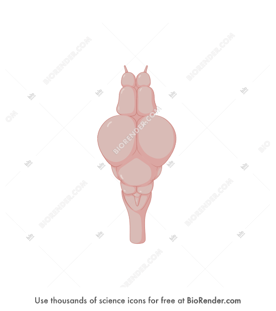 Free Zebrafish brain (dorsal) Icons, Symbols & Images | BioRender