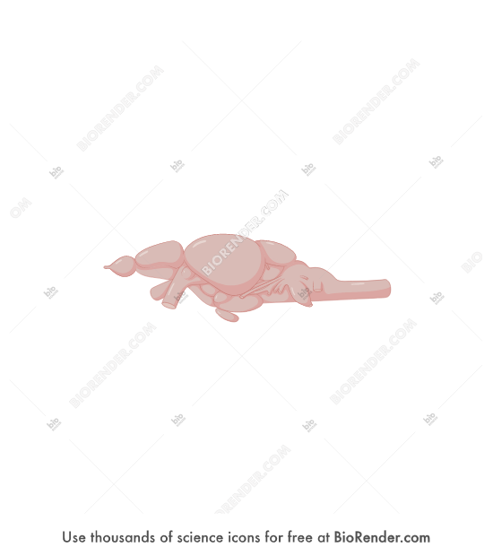 Free Zebrafish brain (lateral) Icons, Symbols & Images | BioRender