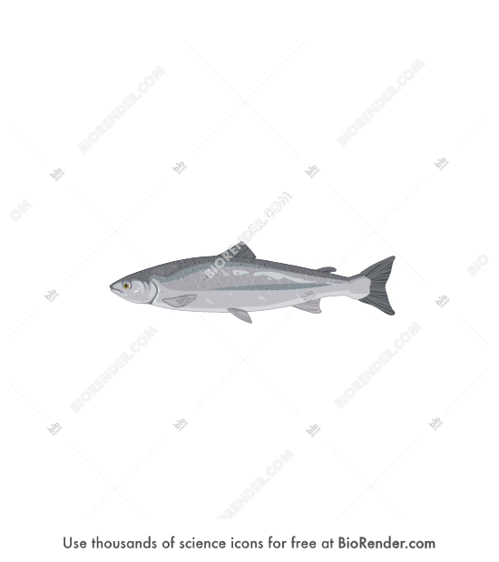 Free Salmon (Atlantic) Icons, Symbols & Images | BioRender