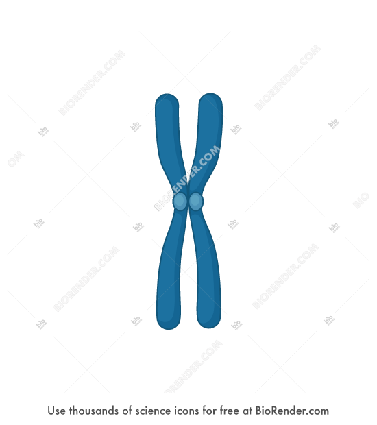 Free Chromosome (simple, metacentric) Icons, Symbols & Images | BioRender