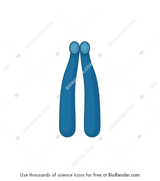 Free Chromosome (simple, telocentric) Icons, Symbols & Images | BioRender