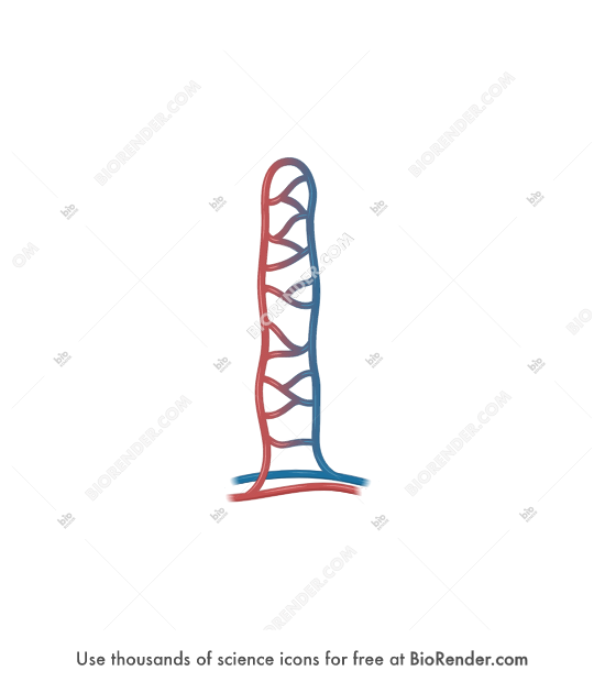 Free Intestinal villus vasculature (capillaries) Icons, Symbols ...