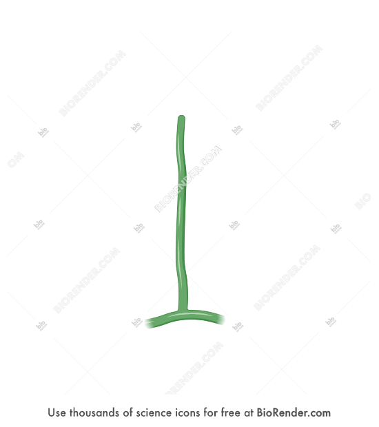 Free Intestinal villus vasculature (lacteal) Icons, Symbols & Images ...