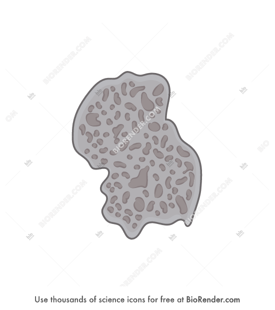 Free Bone piece (necrotic) Icons, Symbols & Images | BioRender