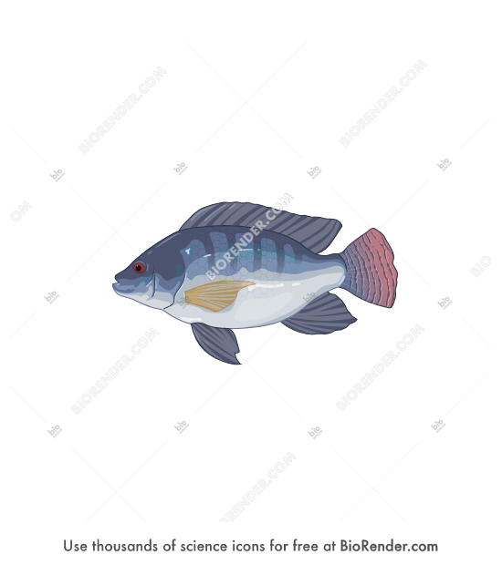 Free Tilapia Icons, Symbols & Images | BioRender
