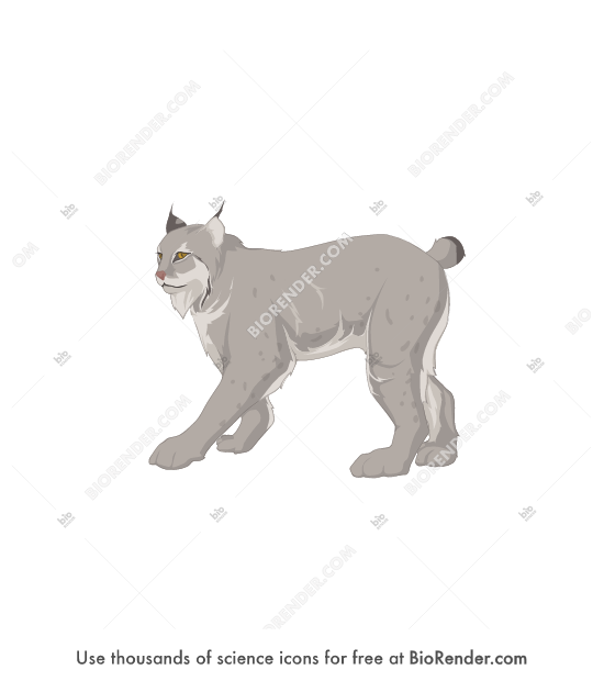 Free Canadian lynx Icons, Symbols & Images | BioRender