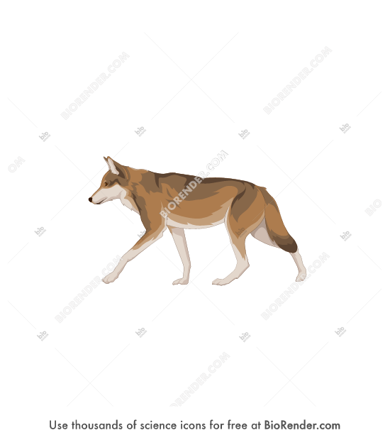 Free Red wolf (Canis lupus rufus) Icons, Symbols & Images | BioRender