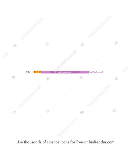 Free mRNA schematic Icons, Symbols & Images | BioRender