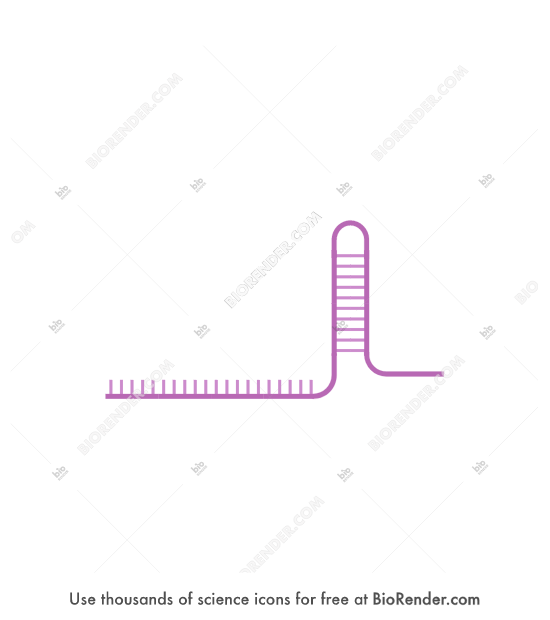 Free Single guided RNA (sgRNA) Icons, Symbols & Images | BioRender