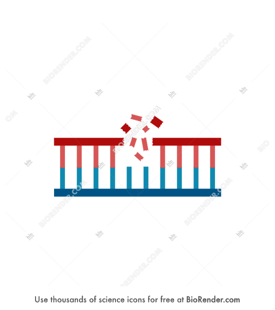 Free DNA (unwound, single-stranded break) Icons, Symbols & Images ...