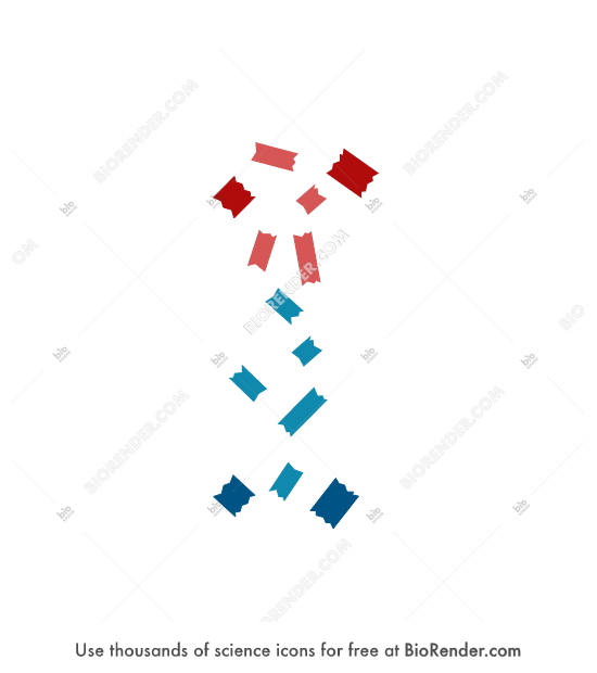 Free DNA (unwound, double-stranded break fragments) Icons, Symbols ...