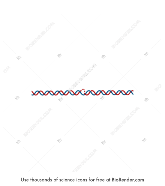 Free DNA single-stranded break long Icons, Symbols & Images | BioRender