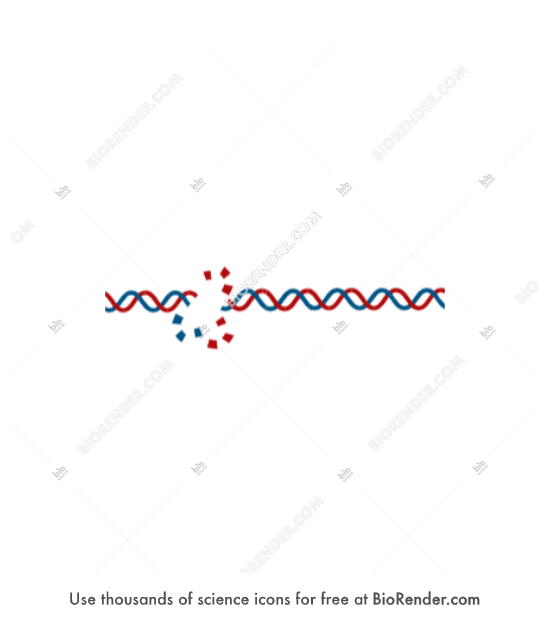 Free DNA double-stranded break 2 Icons, Symbols & Images | BioRender
