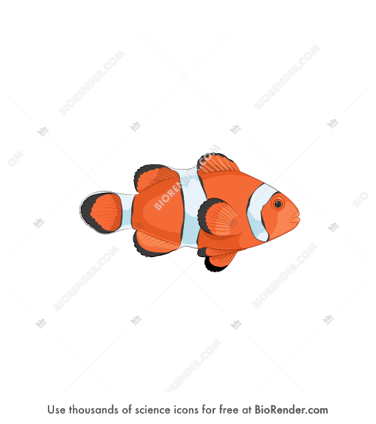 Free Clownfish Icons, Symbols & Images | BioRender