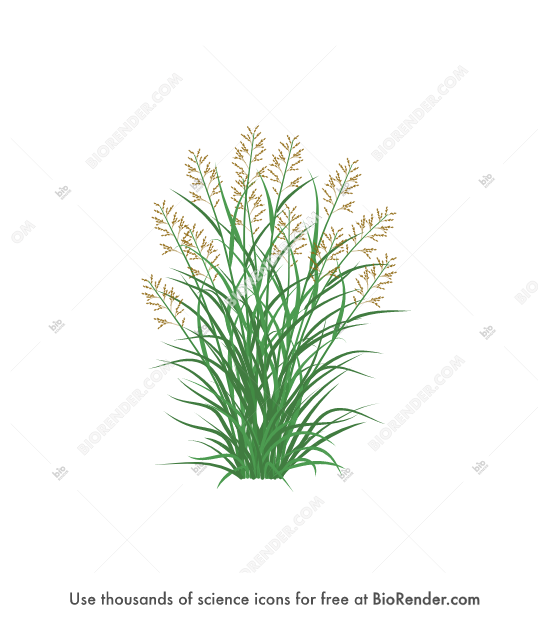 Free Switchgrass Icons, Symbols & Images | BioRender