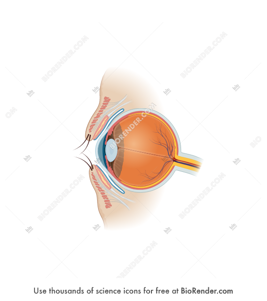 Free Eye (sagittal with eyelids) Icons, Symbols & Images | BioRender