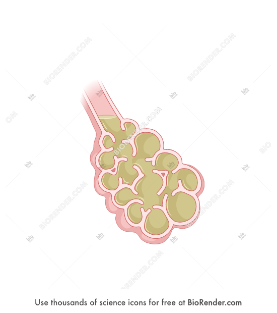 Free Alveoli with pneumonia Icons, Symbols & Images | BioRender