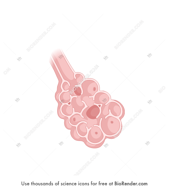Free Alveoli cross section Icons, Symbols & Images | BioRender