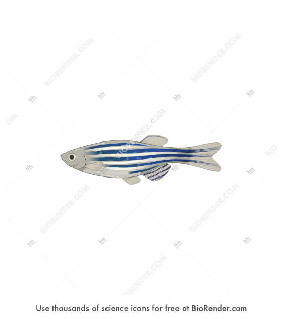 Zebrafish Drawing