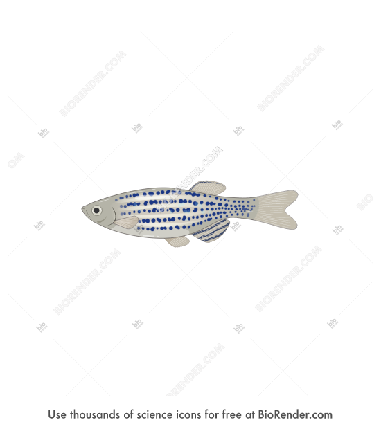 Free Zebrafish (leopard, female) Icons, Symbols & Images | BioRender