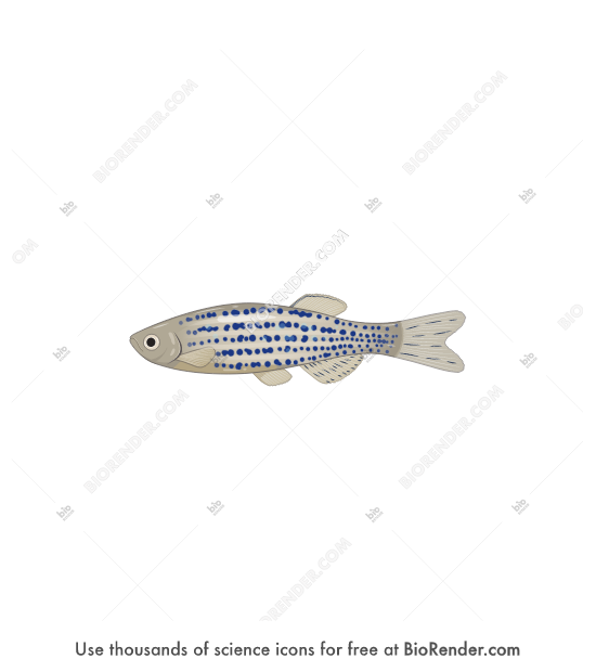 Free Zebrafish (leopard, male) Icons, Symbols & Images | BioRender
