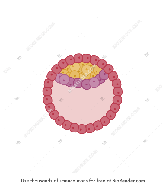 Free Zygote (6. blastocyst, cell types) Icons, Symbols & Images | BioRender