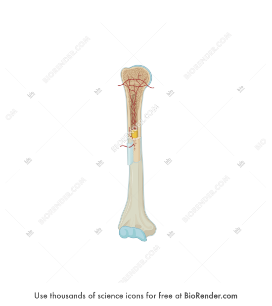 Free Humerus (anterior, cross-section) Icons, Symbols & Images | BioRender