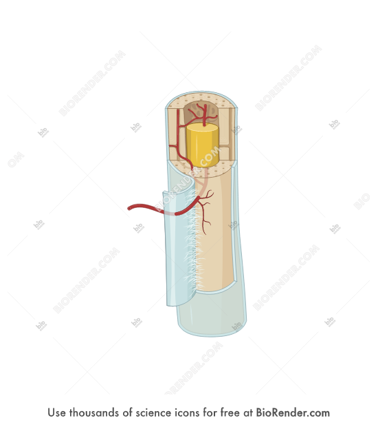 Free Humerus (anterior, detailed structure) Icons, Symbols & Images ...