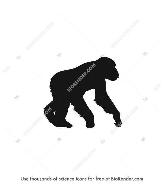 Free Human evolution (1. Dryopithecus) Icons, Symbols & Images | BioRender