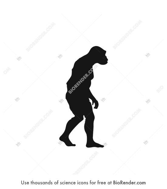 Free Human evolution (2. Australopithecus) Icons, Symbols & Images ...