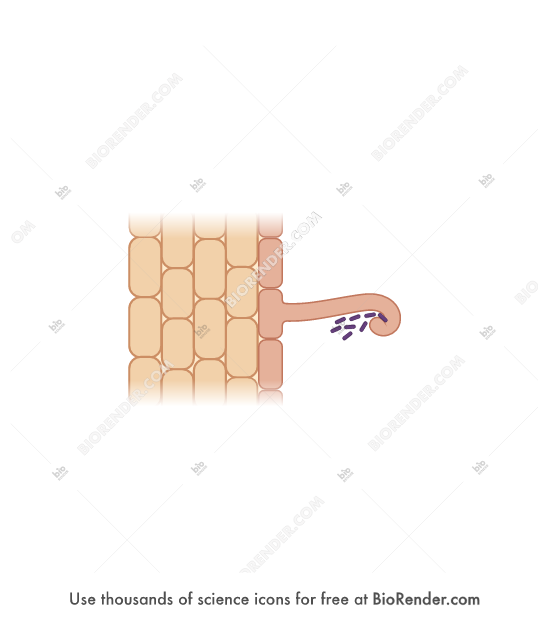 Free Root hair (trapping rhizobia) Icons, Symbols & Images | BioRender