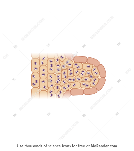 Free Root hair (nodule formation) Icons, Symbols & Images | BioRender