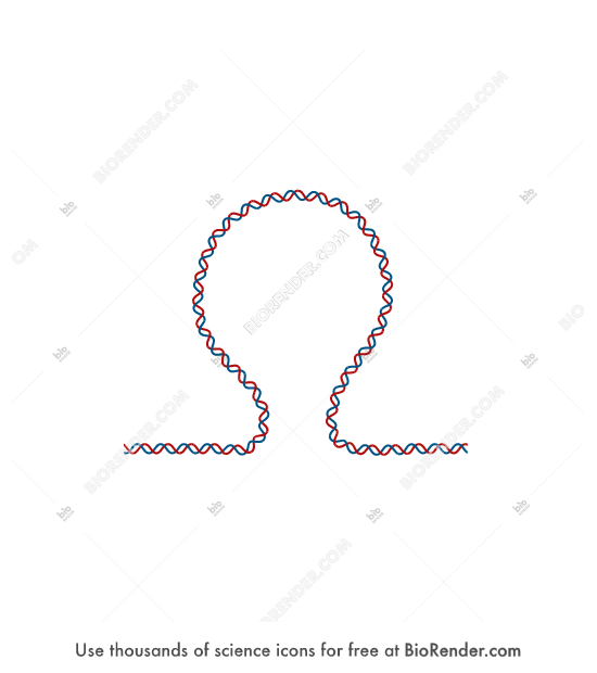 Free DNA loop Icons, Symbols & Images | BioRender